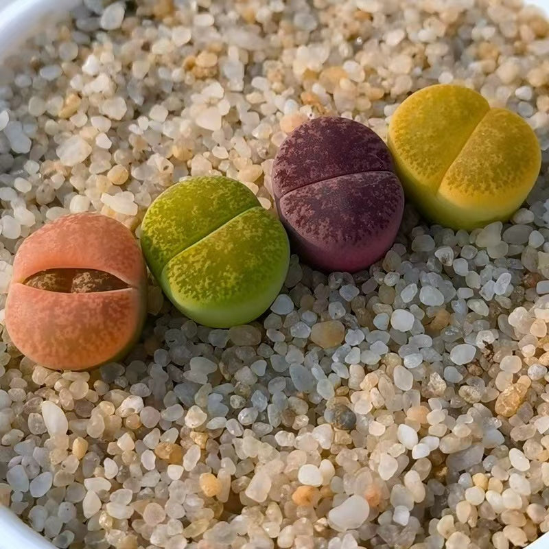 Lithops – Sunshine Garden