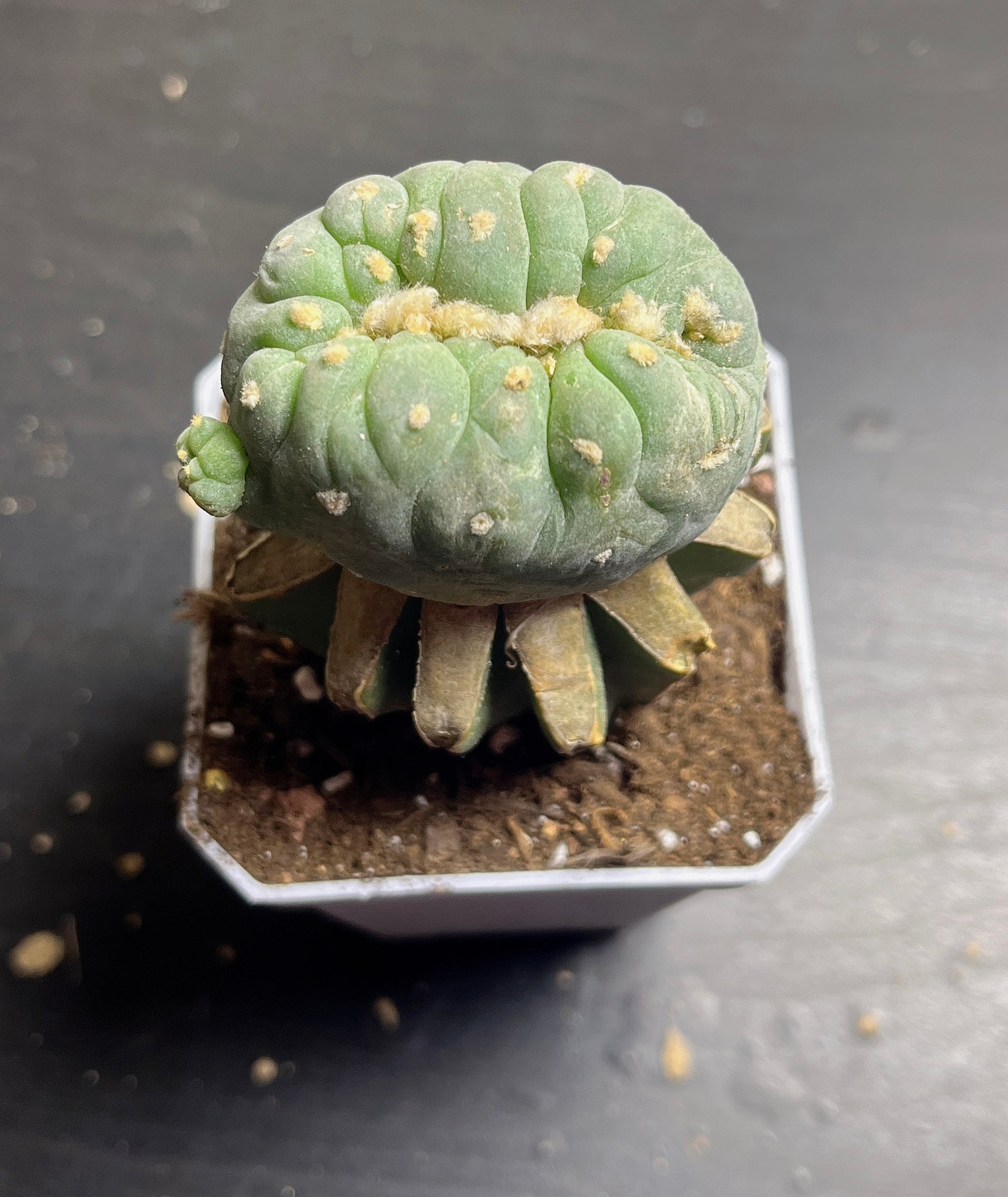 Lophophora peyote crested – Sunshine