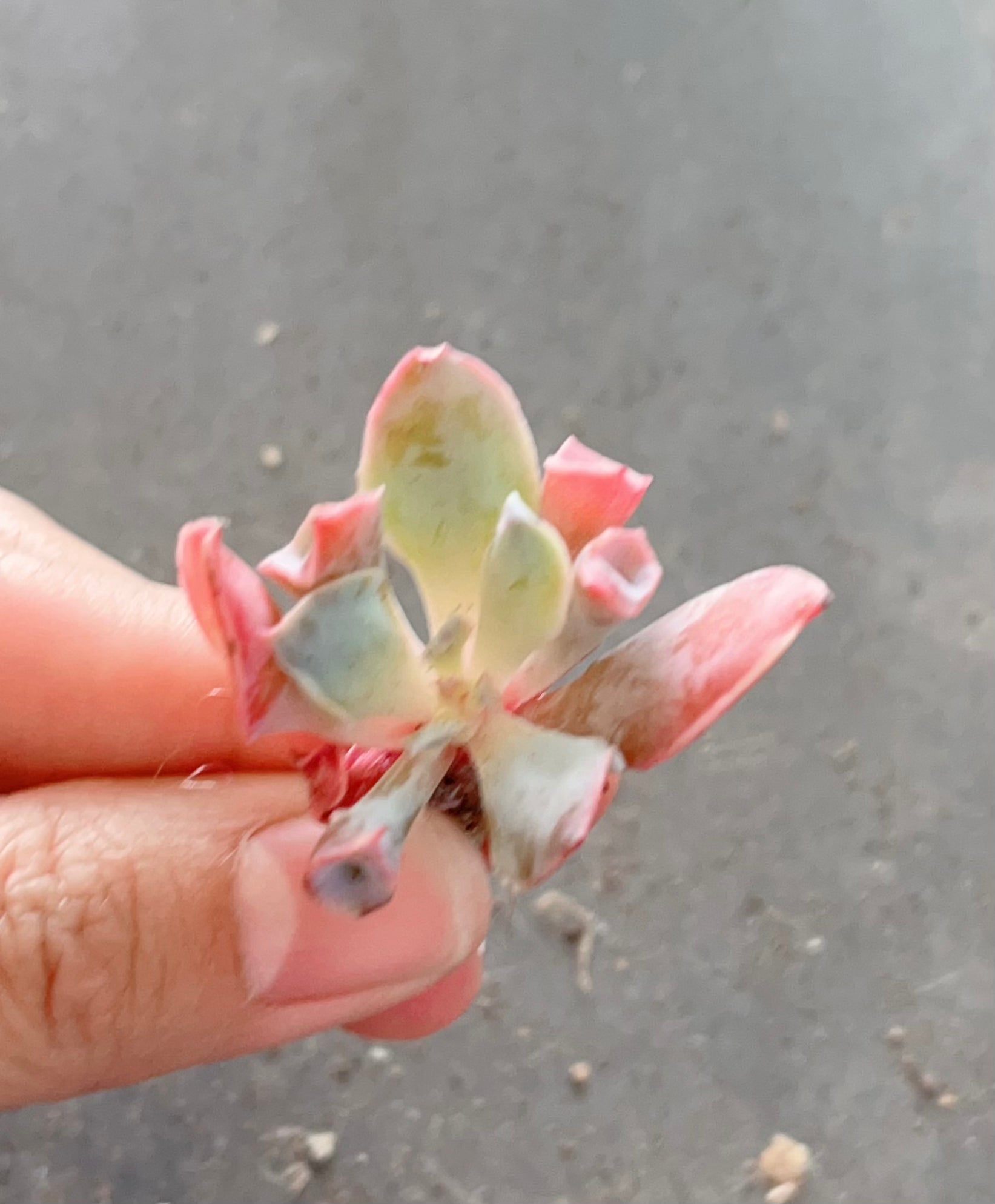Echeveria trumpet pinky – Sunshine